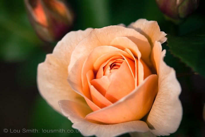 Flower Photography