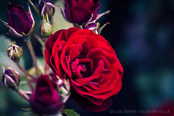 Flower Photography | Macro Photography | Rose Garden | Flowers