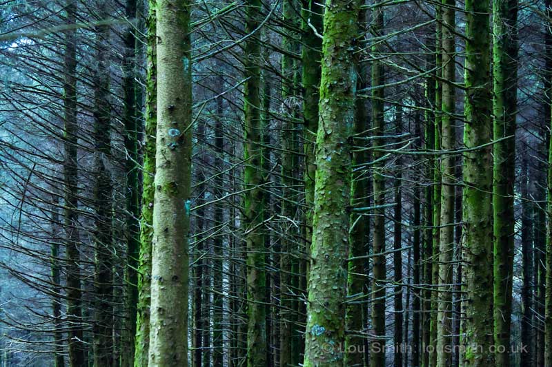 Tree Photography - Creative Visualisation - Lou Smith Fine Art Photography