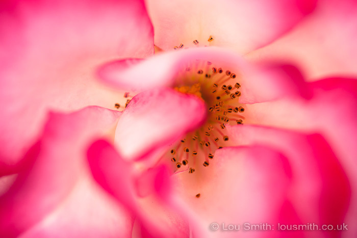 Flower Photography – The Beauty of the Rose