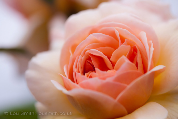 Flower Photography – The Beauty of the Rose