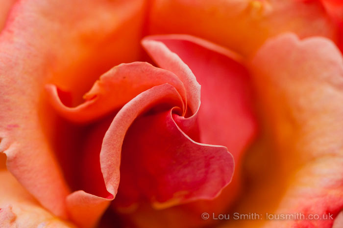 Flower Photography – The Beauty of the Rose