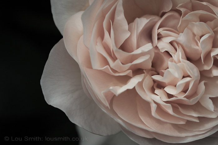 Flower Photography – The Beauty of the Rose